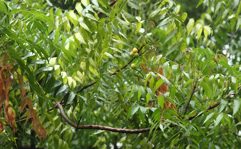 India Must Learn From China; Use Its 25 M Neem Trees to Control Pests ...
