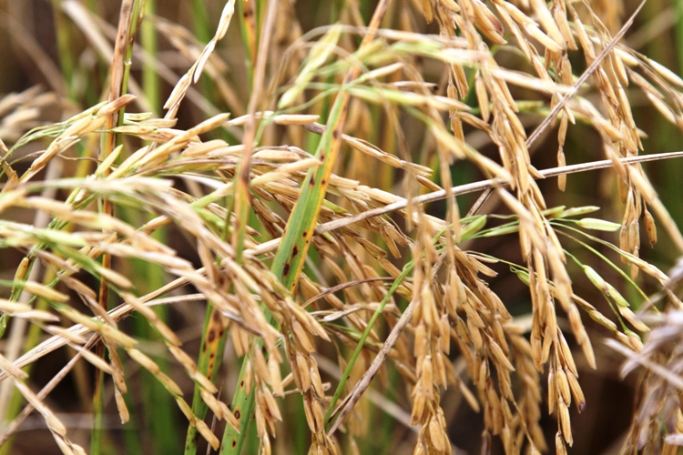 IARI's Basmati Variety Bred for Leaf & Neck Blast Resistance, Helps ...